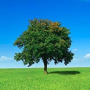 BuJing Official Store in Singapore, Online Shop 11 2024